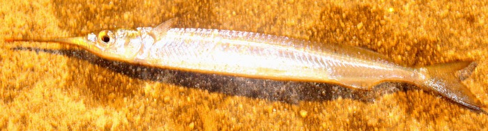 Boulengerella maculata. :: Juanchaco-ladrilleros